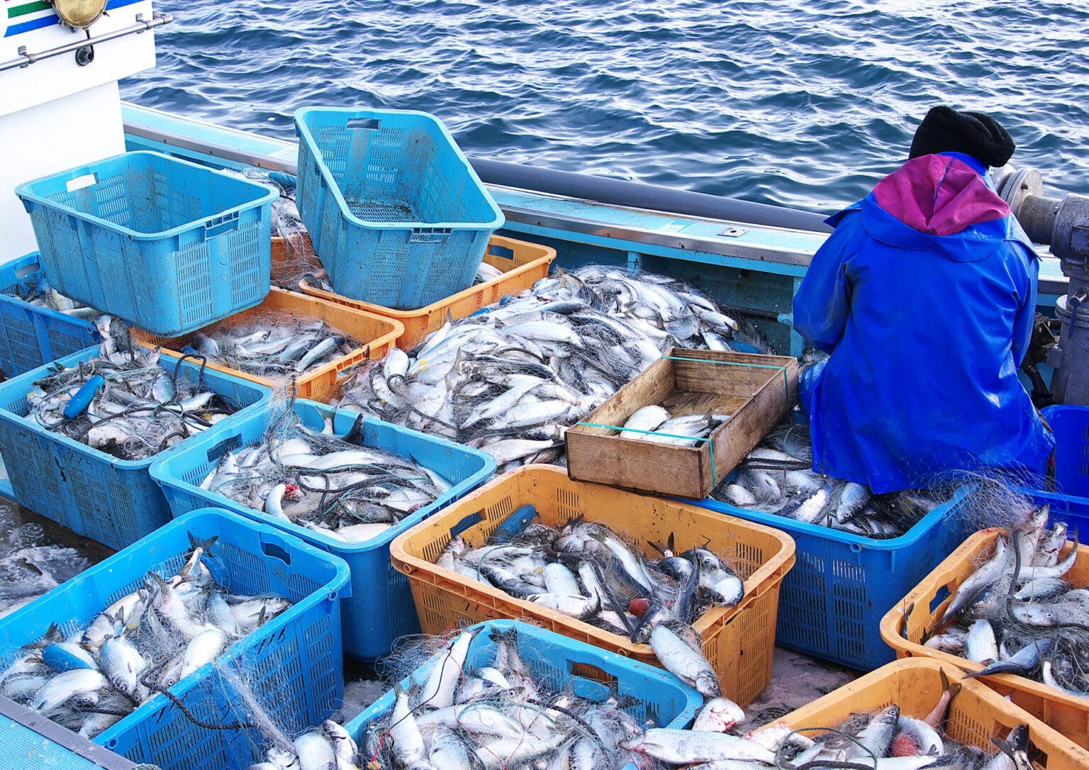 Issues facing Japan's fishing industry and their solutions - Tsushima ...